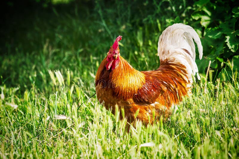 Big Red Rooster on a Free-range Farm Stock Photo - Image of livestock ...