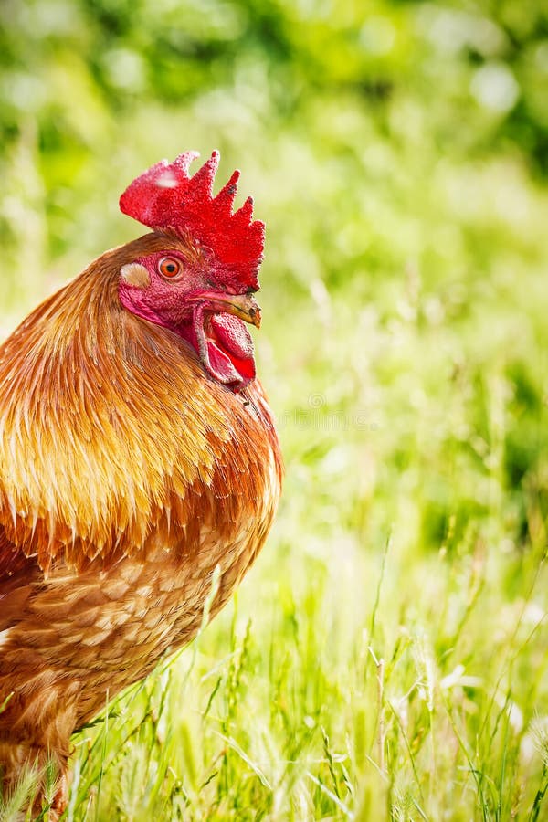 Big Red Rooster on a Free-range Farm Stock Image - Image of grass, beak ...