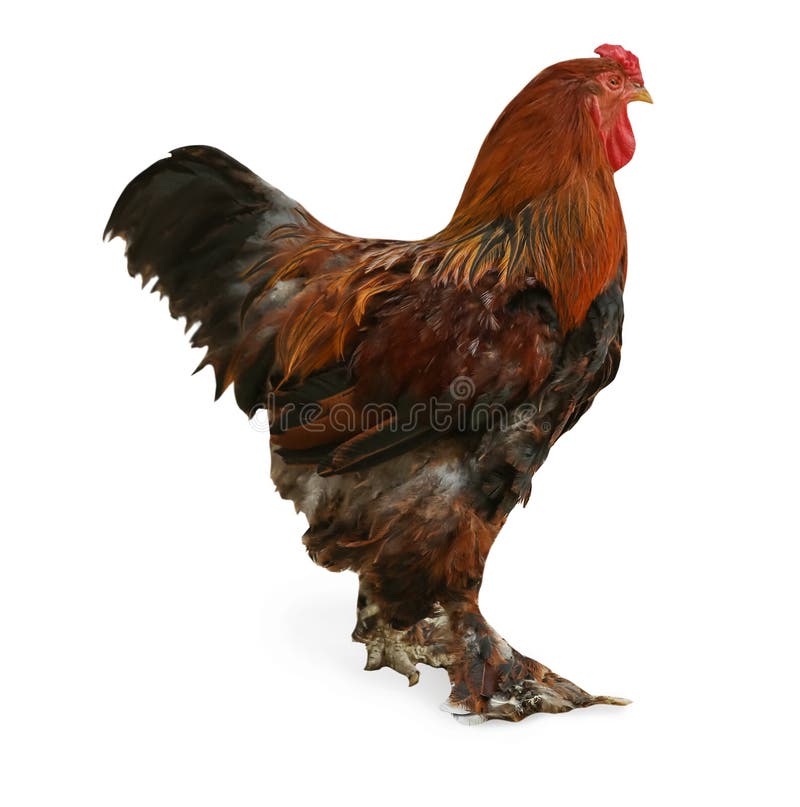 Big Red Rooster Isolated on White. Farm Animal Stock Photo - Image of ...