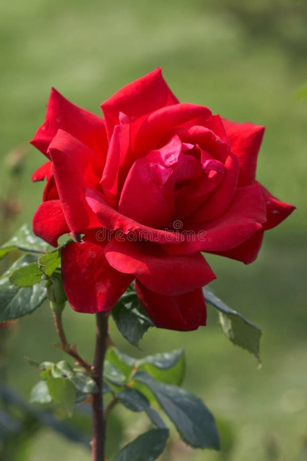 Big red rose stock image. Image of flower, drops, flowers - 513879