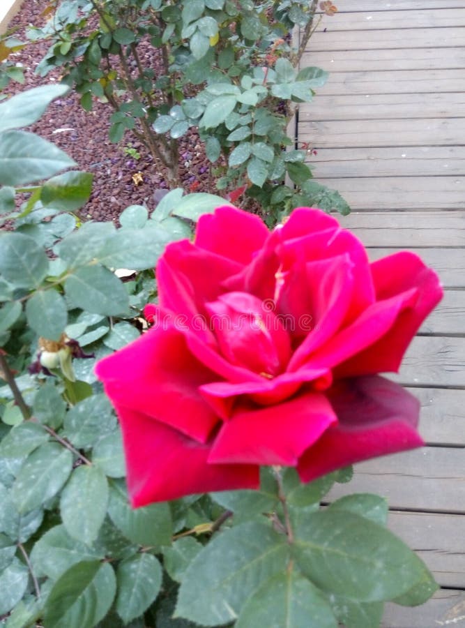 Big Red Rose stock photo. Image of rose, garden, beautiful - 90470166