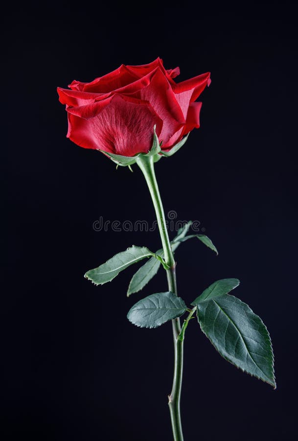 A Big Red Rose on a Black Background Stock Image - Image of flower ...