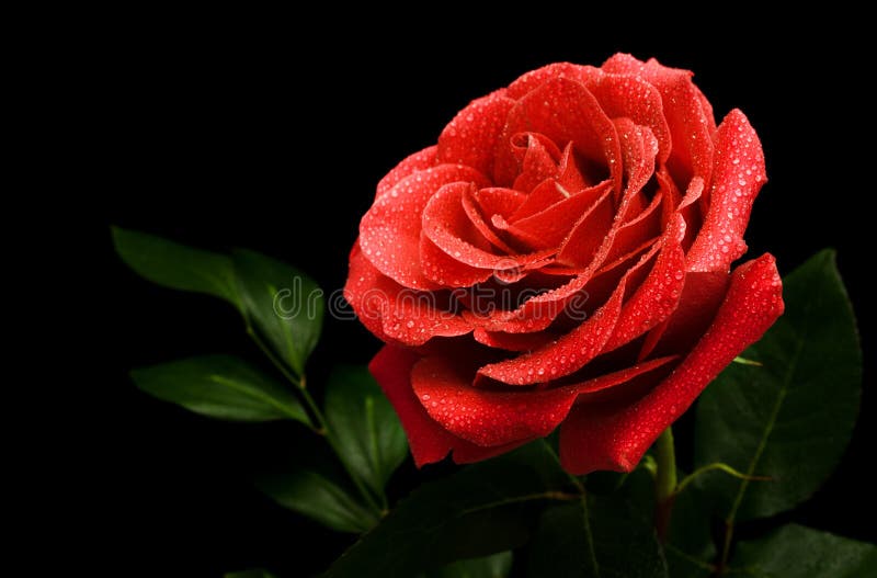 Big Red Rose on a Black Background Stock Photo - Image of bright, petal ...