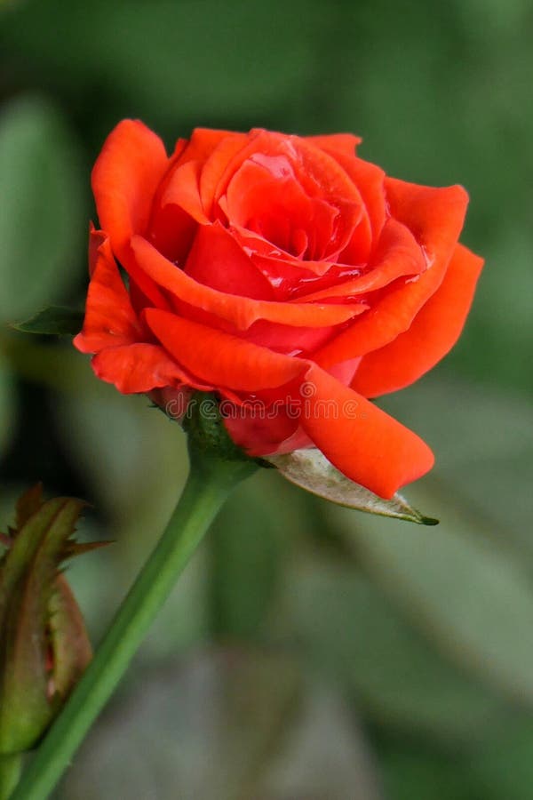 Big Red Rose Blooms stock photo. Image of beautiful - 237443828