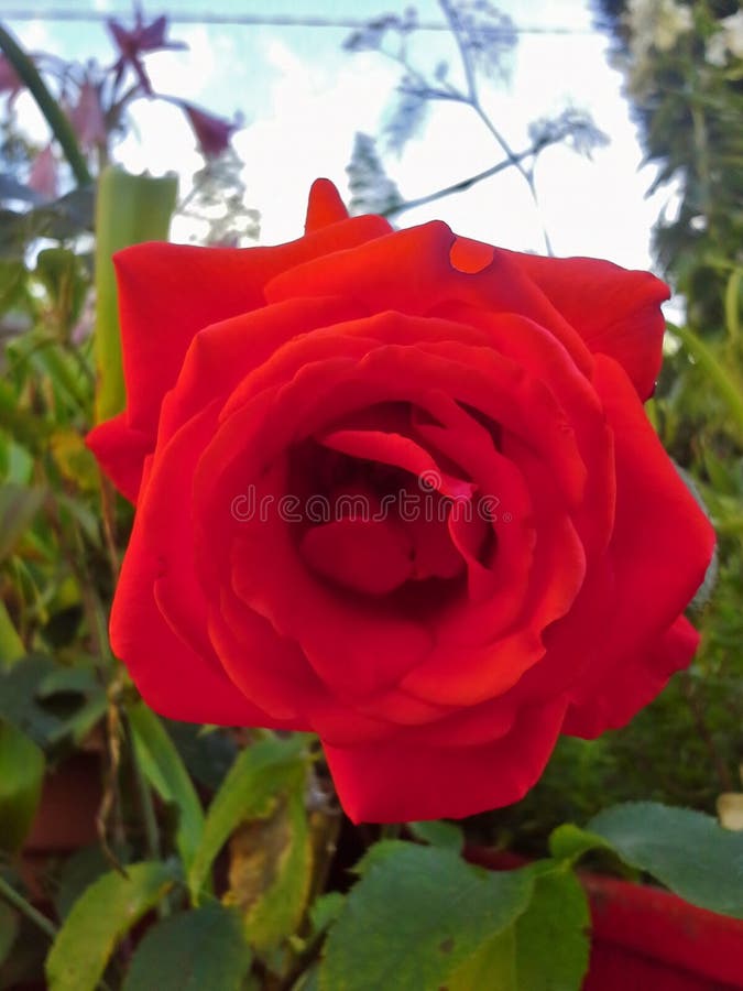 Big Red Rose - Closeup stock image. Image of leaves, plant - 95631767
