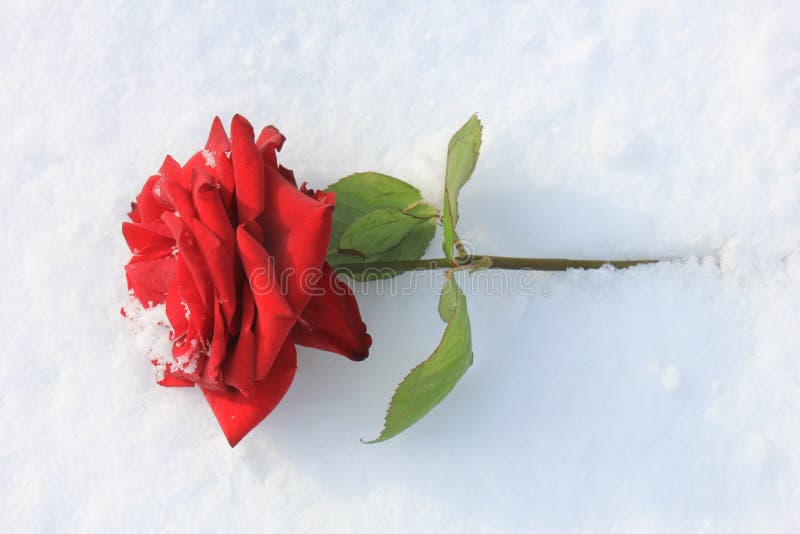 Red rose in the snow stock photo. Image of flora, flower - 102028724