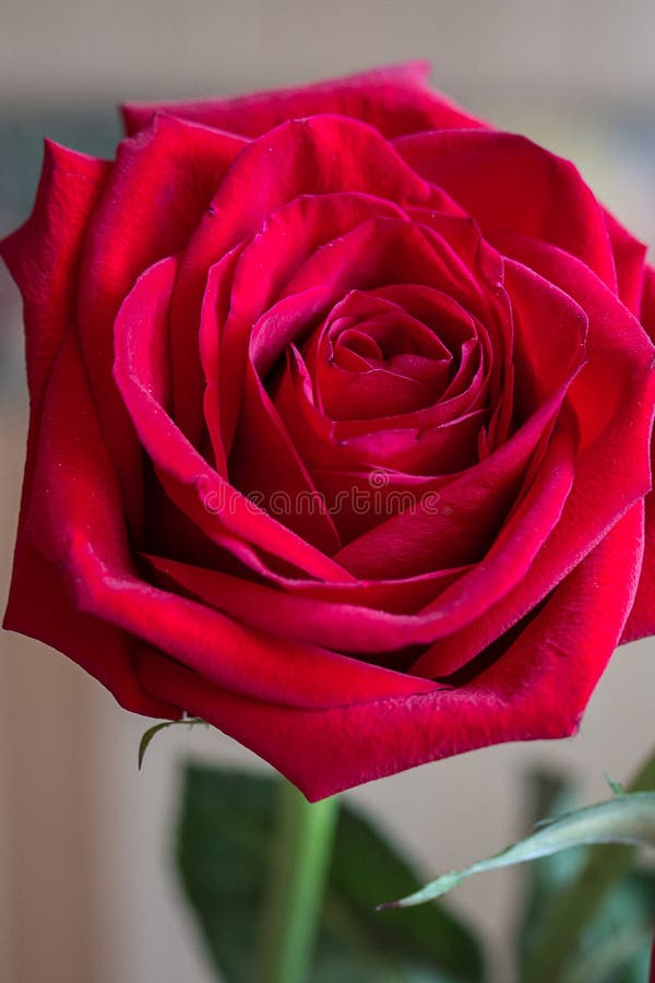 Big Red Rose Flower Closeup Stock Image - Image of love, style: 107834749