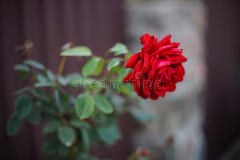 Big Red Rose Flower Grow in Summer Garden Stock Image - Image of ...