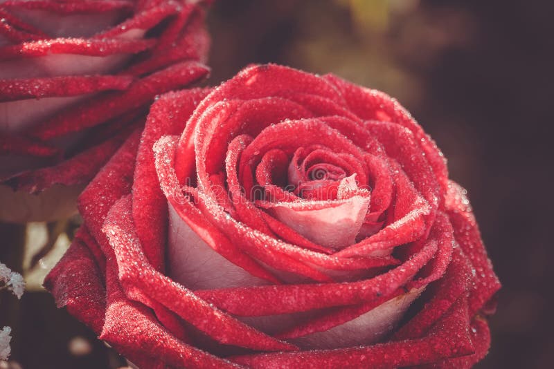 Big red rose macro stock image. Image of macro, love - 179202755