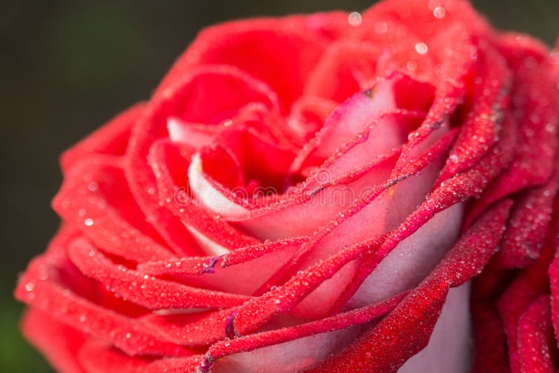 Big red rose macro stock photo. Image of rose, macro - 179203176