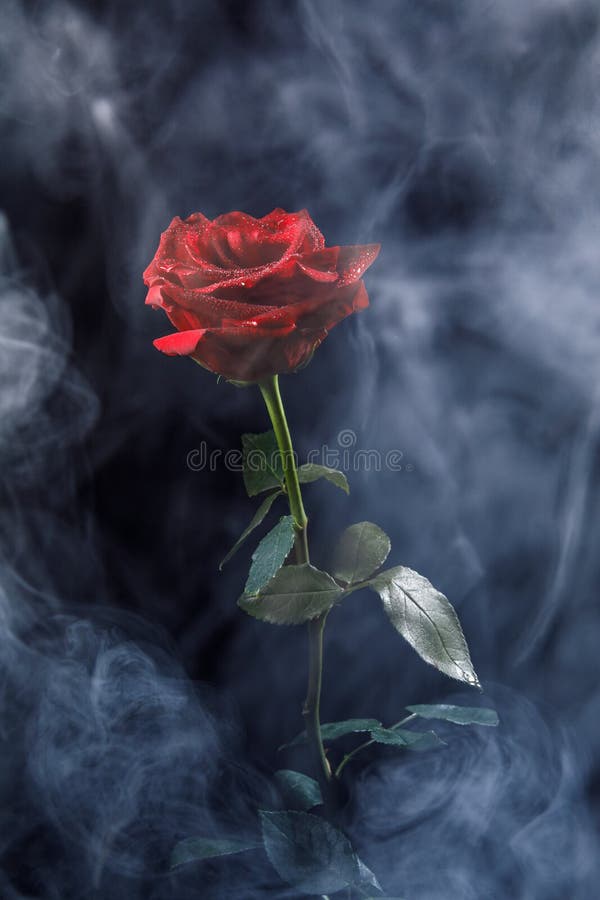 A Big Red Rose in the Smoke . the Rose Flower Stock Photo - Image of ...