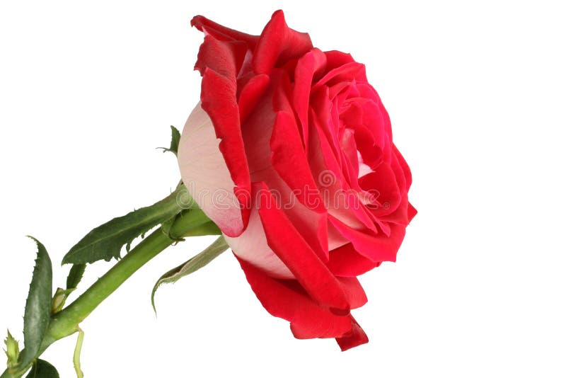 Big Red Rose on White Background. Closeup. Side View Stock Image ...