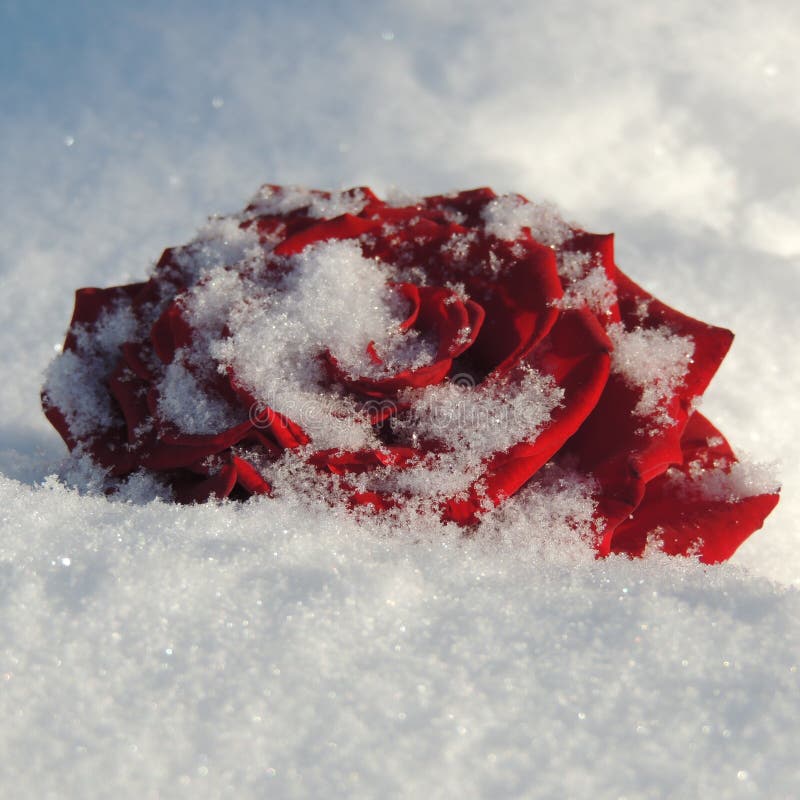 Big red rose on white snow stock image. Image of closeup - 81901305