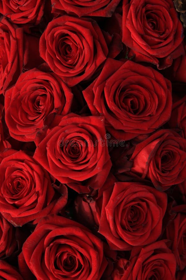 Big red roses stock photo. Image of petal, arrangement - 221608916