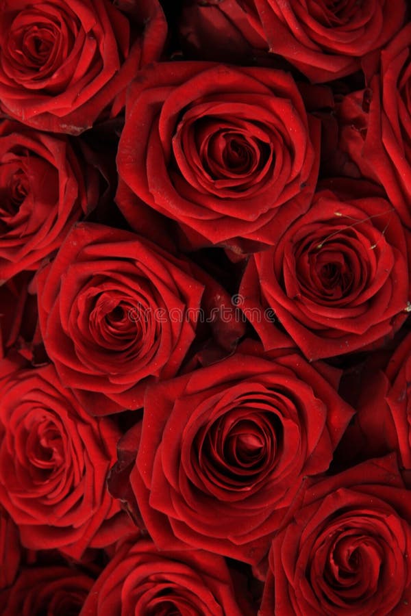 Big red roses stock photo. Image of wedding, flowers - 90574932