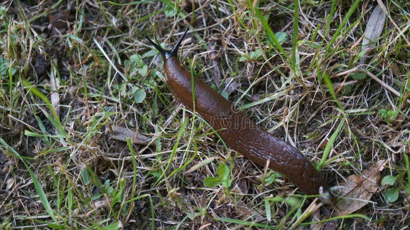 Big red slug on a grass stock photo. Image of insect - 220351378