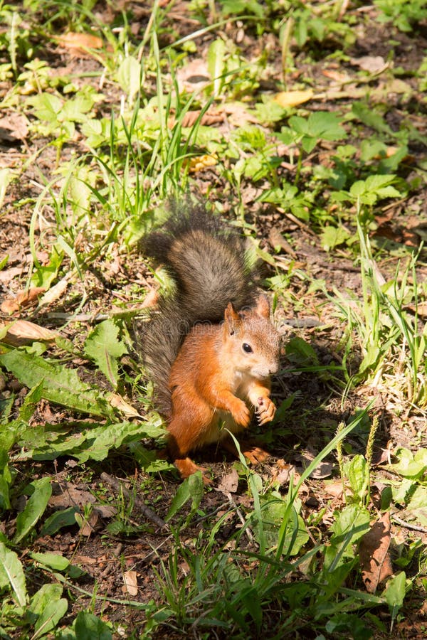 Big Red Squirrel in a Park in a Meadow Stock Image - Image of fallen ...