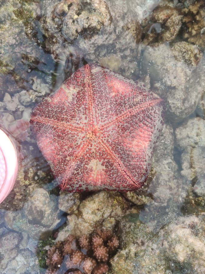 Big red star fish stock image. Image of fish, star, starfish - 263155505