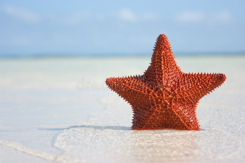 Big red starfish stock photo. Image of surf, natural - 12567566