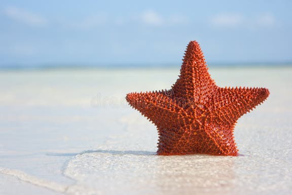 Big red starfish stock photo. Image of surf, natural - 12567566