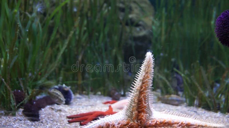 Big Red Starfish Crawling on the Glass Wall Aquarium Stock Footage ...