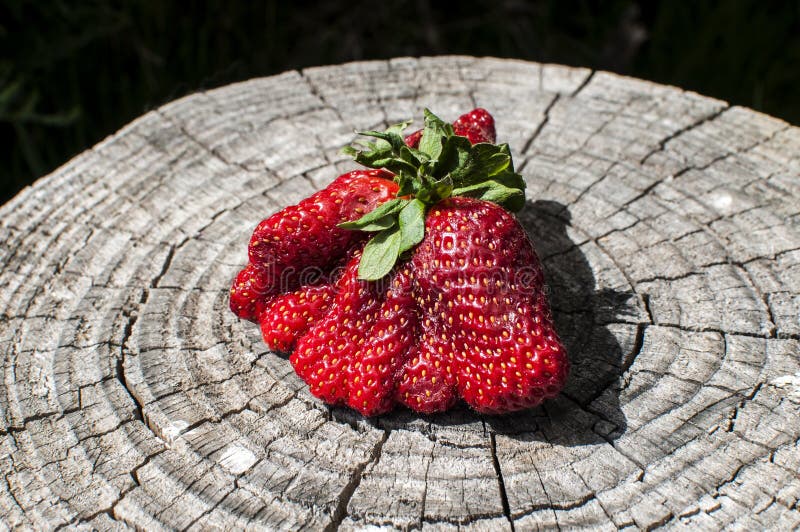 A Big Red Strawberry with Strange Shape Stock Image - Image of ...