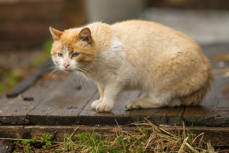Big Red the Stray Cat Outdoors. Nature. Stock Photo - Image of american ...