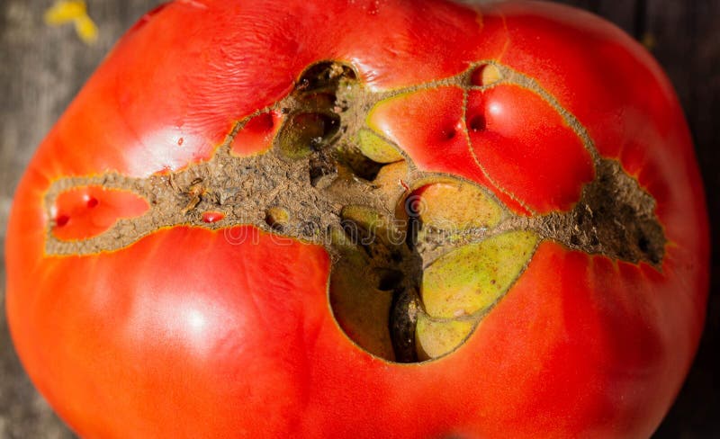Big Red Tomato with Crack. Tomato Disease, Lack of Water and ...
