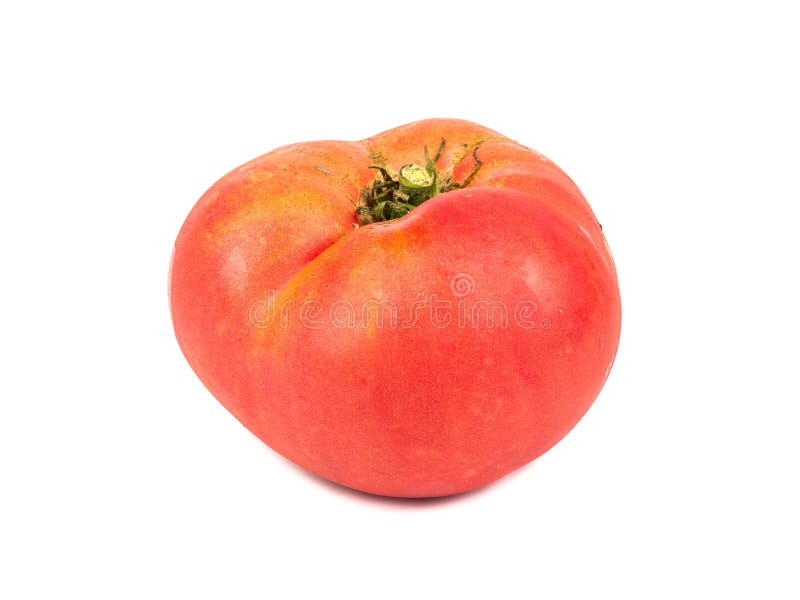 Big red tomato stock photo. Image of juicy, organic, nature - 76118840