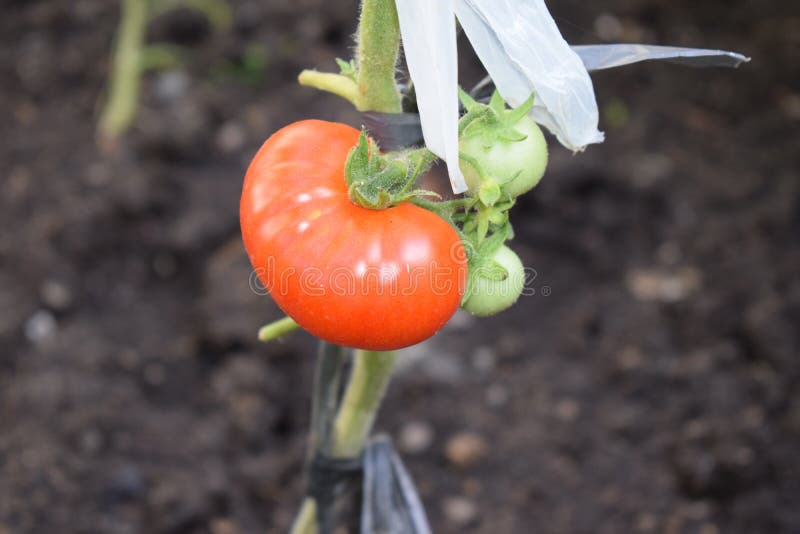 Big red tomato stock image. Image of fruit, vegetable - 251818743