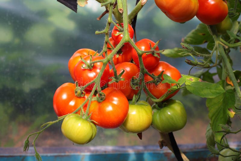Big Red Tomatoes on a Branch Stock Photo - Image of food, tomatoes ...