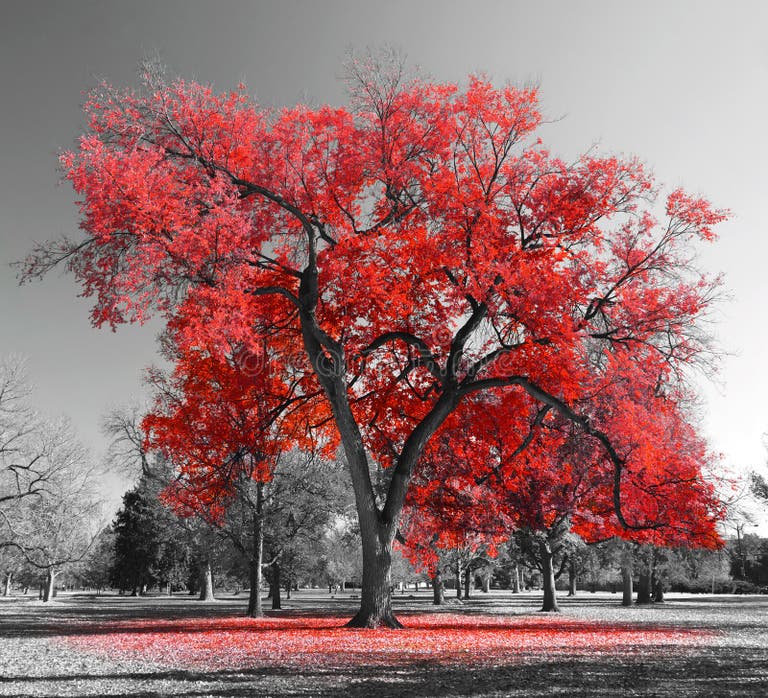 Big Red Tree stock photo. Image of denver, grass, dream - 50763906