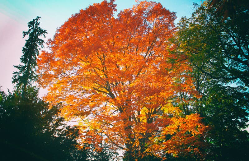 Big red tree stock photo. Image of trees, leaves, tree - 81358946