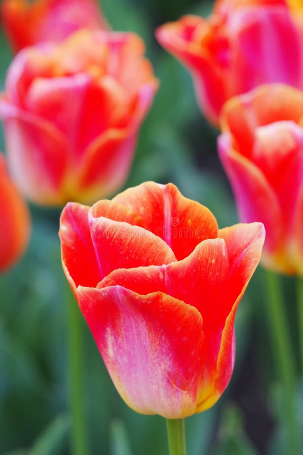Big Red tulips stock photo. Image of petals, flower - 182070208