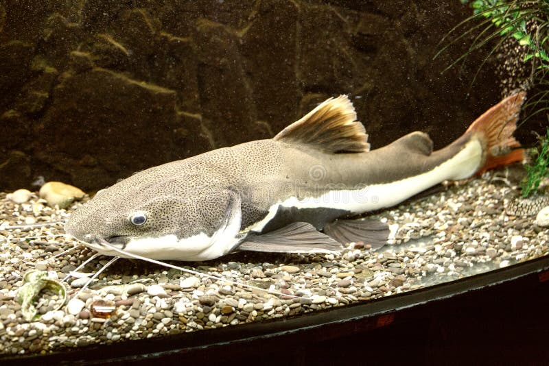 Redtail Catfish Picture. Image: 85204962