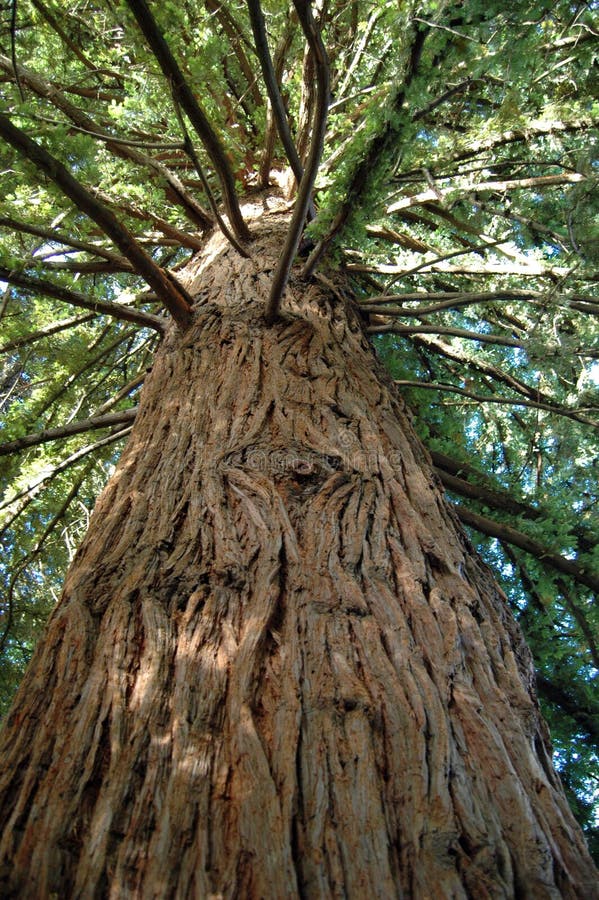 1,779 Ancient Conifer Stock Photos - Free & Royalty-Free Stock Photos ...