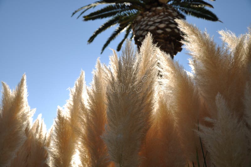 Big reed flowers stock image. Image of greek, phragmites - 34274923