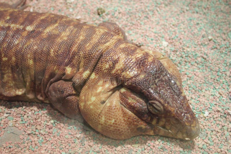 Big Reptile stock image. Image of close, animal, brown - 26450147