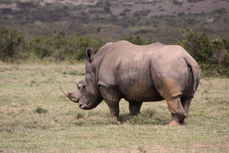 Big Rhino in Africa stock photo. Image of solie, amboseli - 51142808