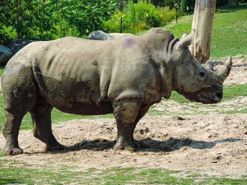 A Big Rhino after Getting Out of the Water Stock Image - Image of water ...