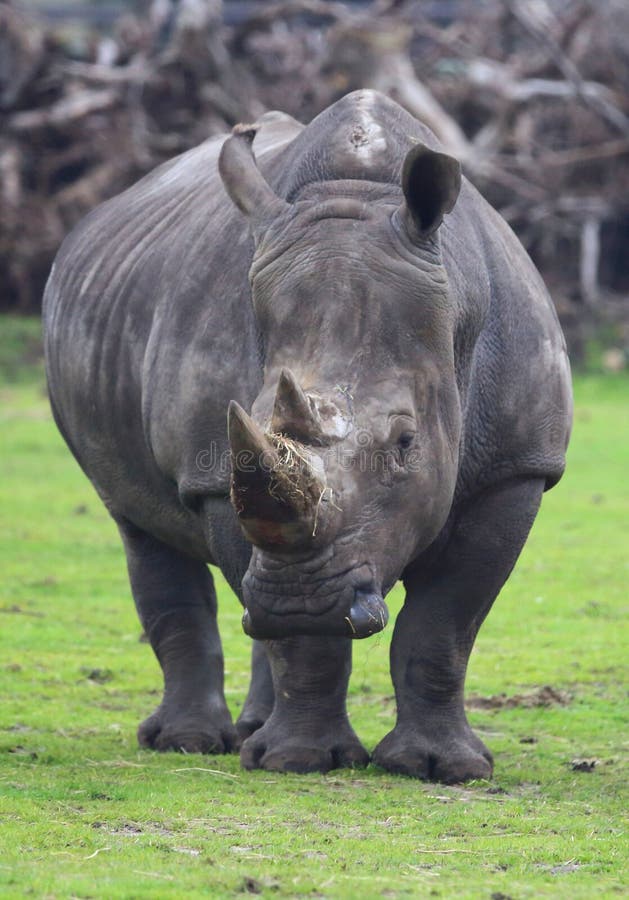 Big rhino stock photo. Image of safari, rhino, horn, grey - 61701266