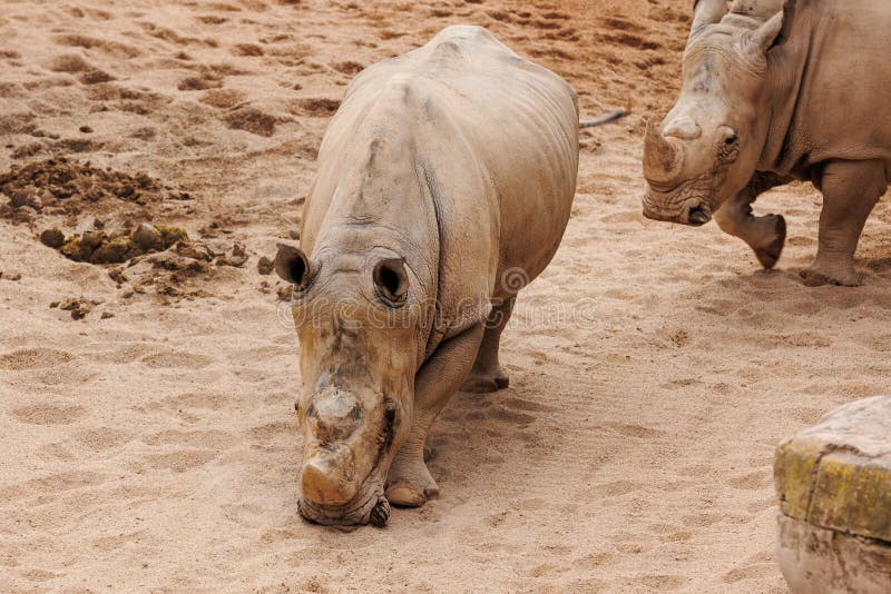 Big Rhinoceros in Its Natural Environment, Animal Theme Stock Photo ...