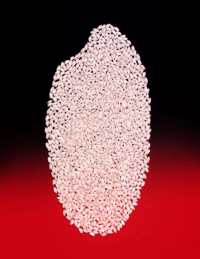 Big rice grain stock photo. Image of asian, white, texture - 456466