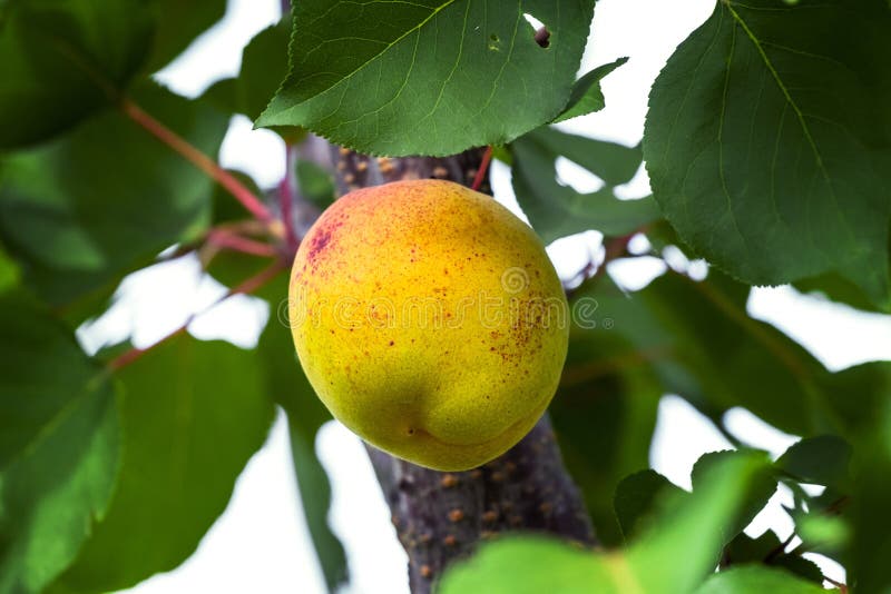 Big Ripe Apricot on a Tree in the Garden, Growing Apricots Stock Image ...