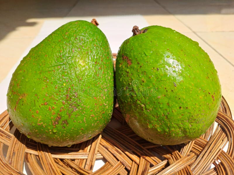 Big Ripe Avocado Fruit on the Tree Stock Photo - Image of tree, ripe ...