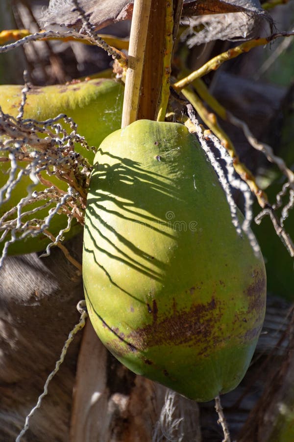 Big Ripe Coconuts Hanging on Coconut Palm Tree Close Up Stock Photo ... Big Ripe Coconuts Hanging on Coconut Palm Tree Close Up Stock Photo ...