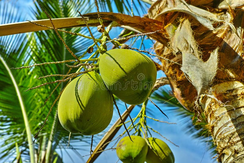 Big Ripe Coconuts Hanging on Coconut Palm Tree Close Up Stock Image ...