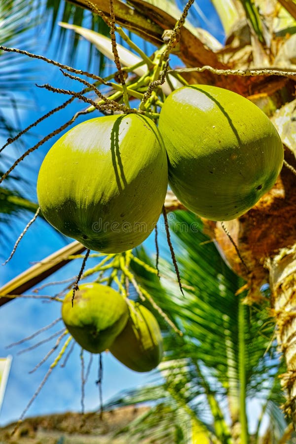 Big Ripe Coconuts Hanging on Coconut Palm Tree Close Up Stock Photo ... Big Ripe Coconuts Hanging on Coconut Palm Tree Close Up Stock Photo ...