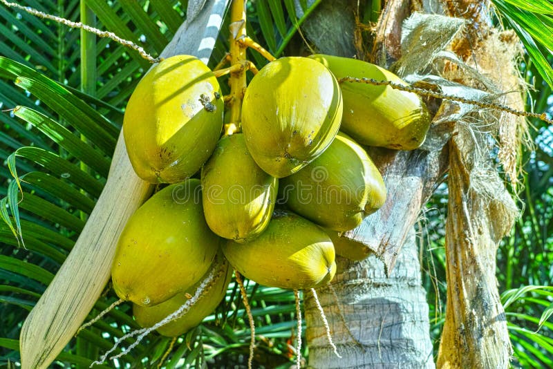 Big Ripe Coconuts Hanging on Coconut Palm Tree Close Up Stock Photo ... Big Ripe Coconuts Hanging on Coconut Palm Tree Close Up Stock Photo ...