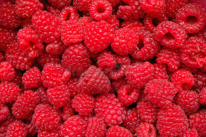 Raspberry berries ripen stock photo. Image of ripe, food - 134020368